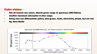 Vision in Insects (simple eye, compound eye).pptx