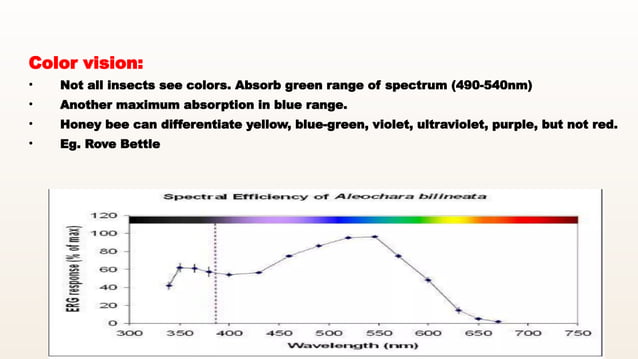 Vision in Insects (simple eye, compound eye).pptx