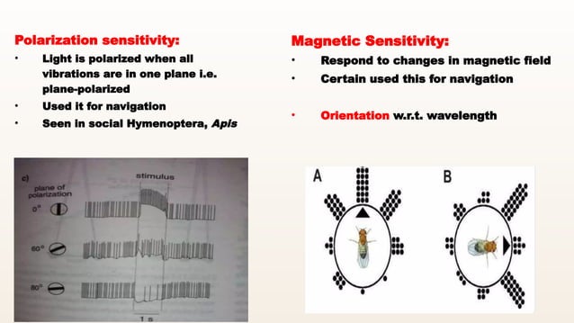 Vision in Insects (simple eye, compound eye).pptx