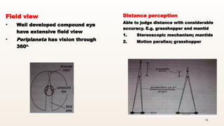 Vision in Insects (simple eye, compound eye).pptx