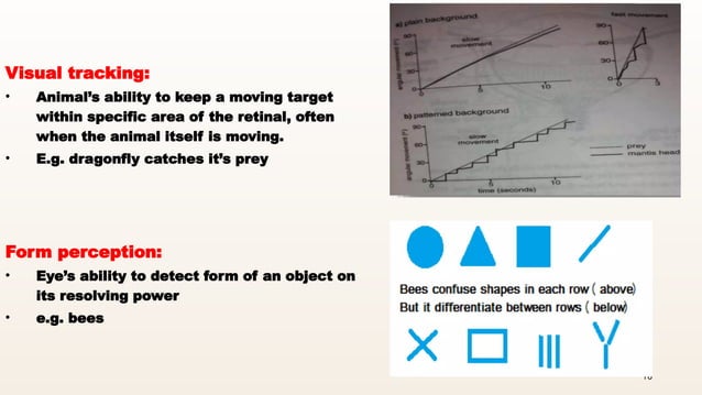 Vision in Insects (simple eye, compound eye).pptx