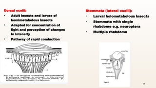 Vision in Insects (simple eye, compound eye).pptx