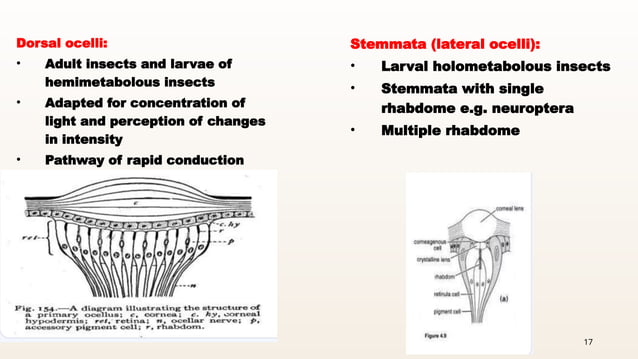Vision in Insects (simple eye, compound eye).pptx