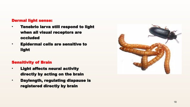 Vision in Insects (simple eye, compound eye).pptx