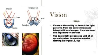Vision in Insects (simple eye, compound eye).pptx