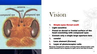 Vision in Insects (simple eye, compound eye).pptx