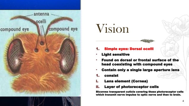 Vision in Insects (simple eye, compound eye).pptx