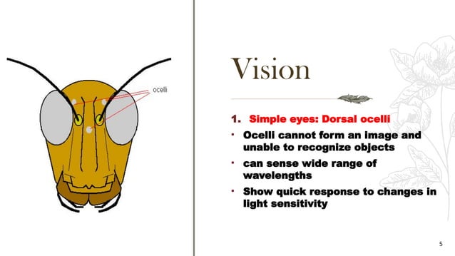 Vision in Insects (simple eye, compound eye).pptx