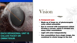 Vision in Insects (simple eye, compound eye).pptx