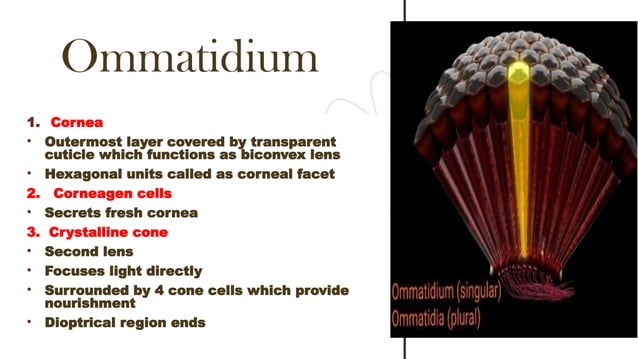 Vision in Insects (simple eye, compound eye).pptx
