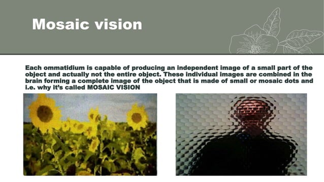 Vision in Insects (simple eye, compound eye).pptx