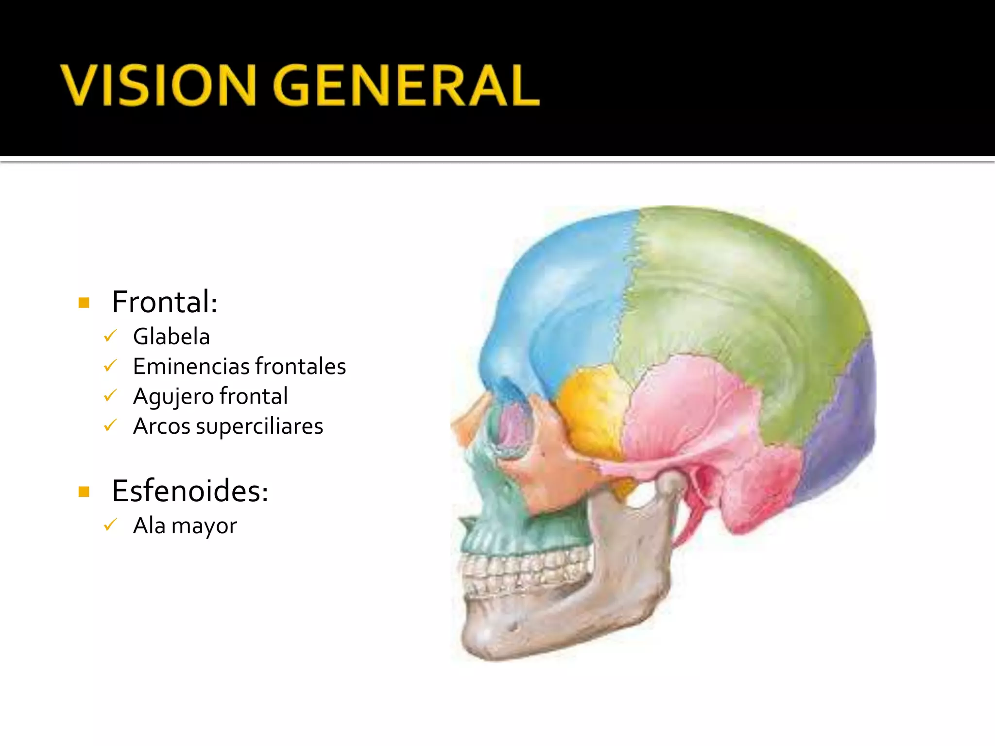 Vision lateral del cráneo