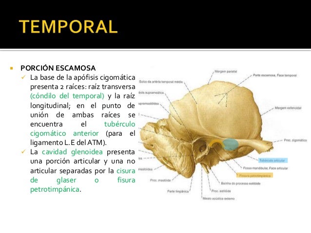 Vision lateral del cráneo