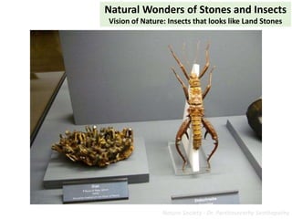 Vision of Nature Insects that looks like Land Stones Vol 1.pptx