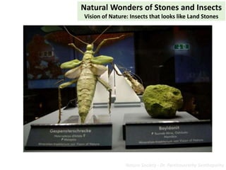 Vision of Nature Insects that looks like Land Stones Vol 1.pptx