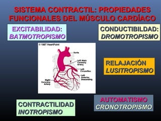 Vision panorámica sistema cardiovascular subsistemas funcionales ...