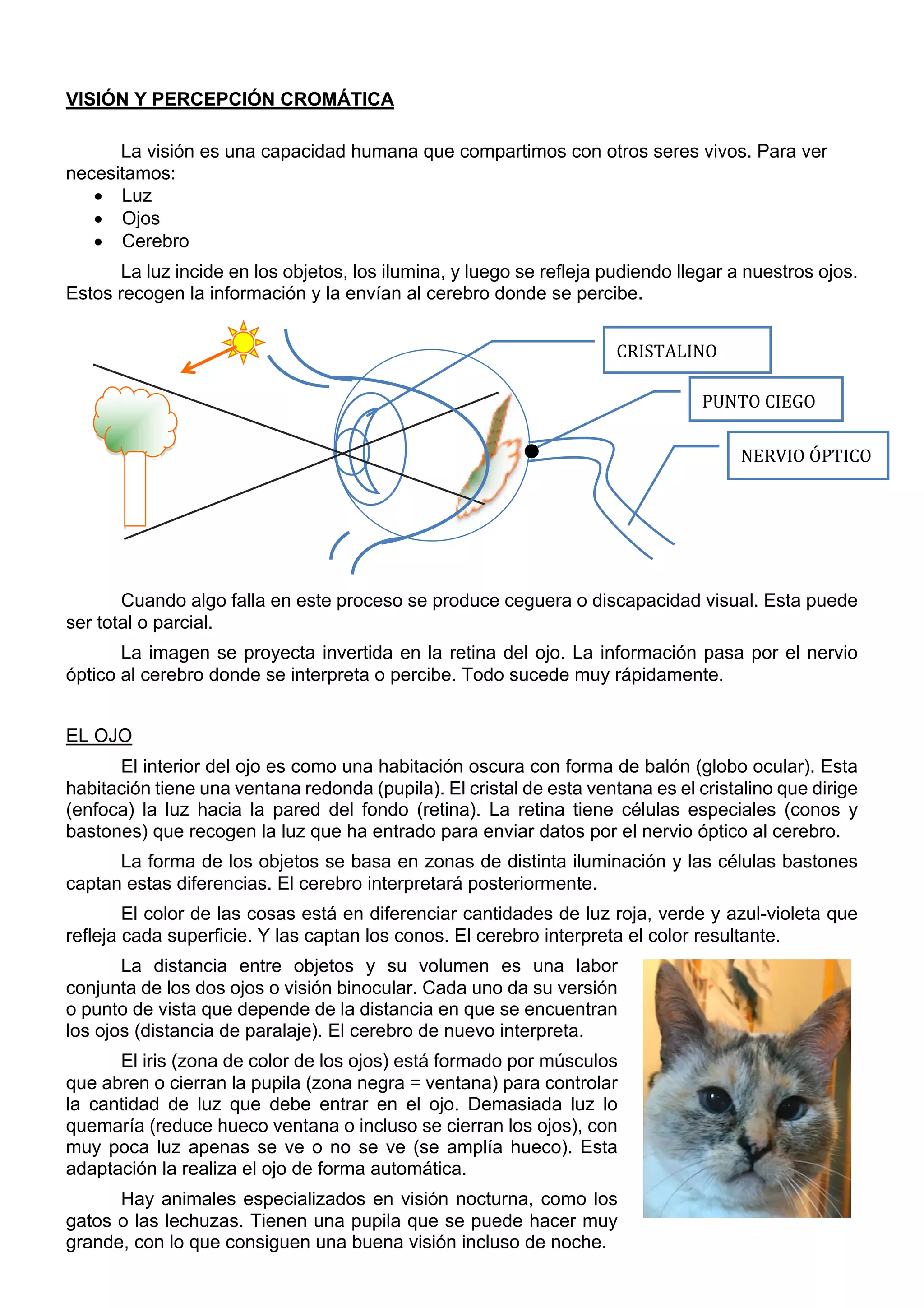 Visión y percepción visual | PDF