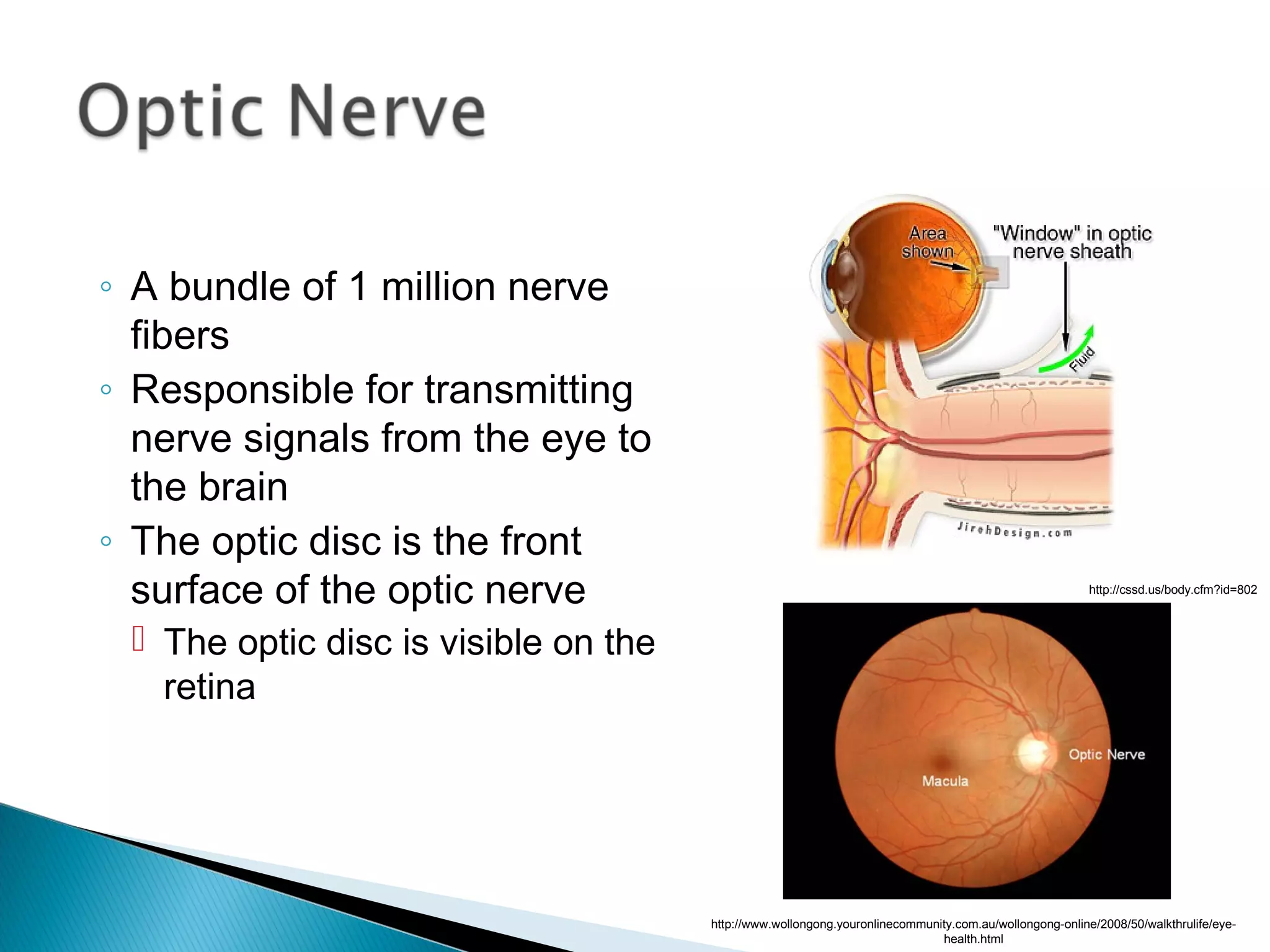 physiology of vision | PPT