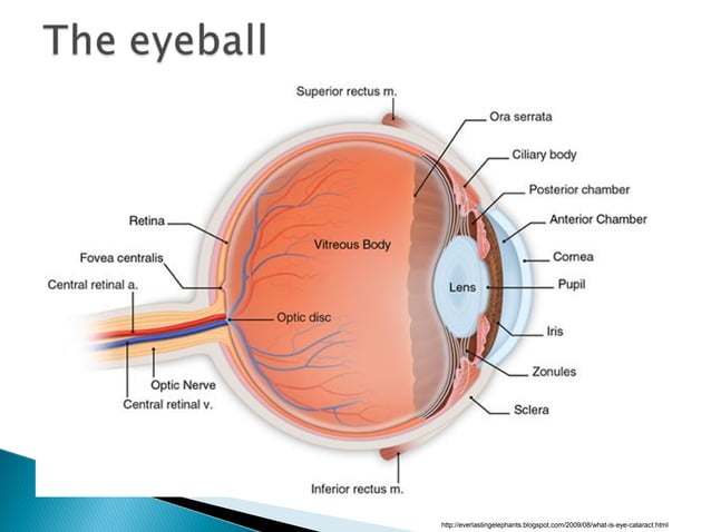 physiology of vision | PPT | Eye and Vision Conditions | Diseases and Conditions