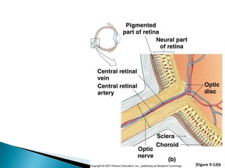 physiology of vision | PPT | Eye and Vision Conditions | Diseases and Conditions