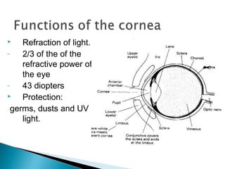physiology of vision | PPT | Eye and Vision Conditions | Diseases and ...