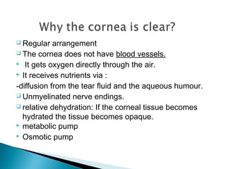 physiology of vision | PPT | Eye and Vision Conditions | Diseases and Conditions