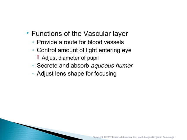 physiology of vision | PPT | Eye and Vision Conditions | Diseases and Conditions