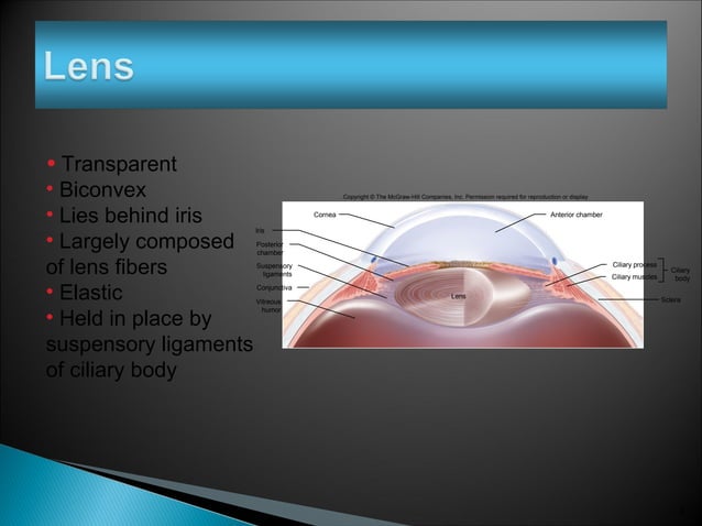 physiology of vision | PPT | Eye and Vision Conditions | Diseases and Conditions
