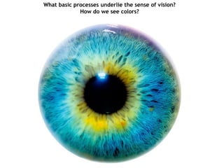 Vision, sensation & perception | PDF