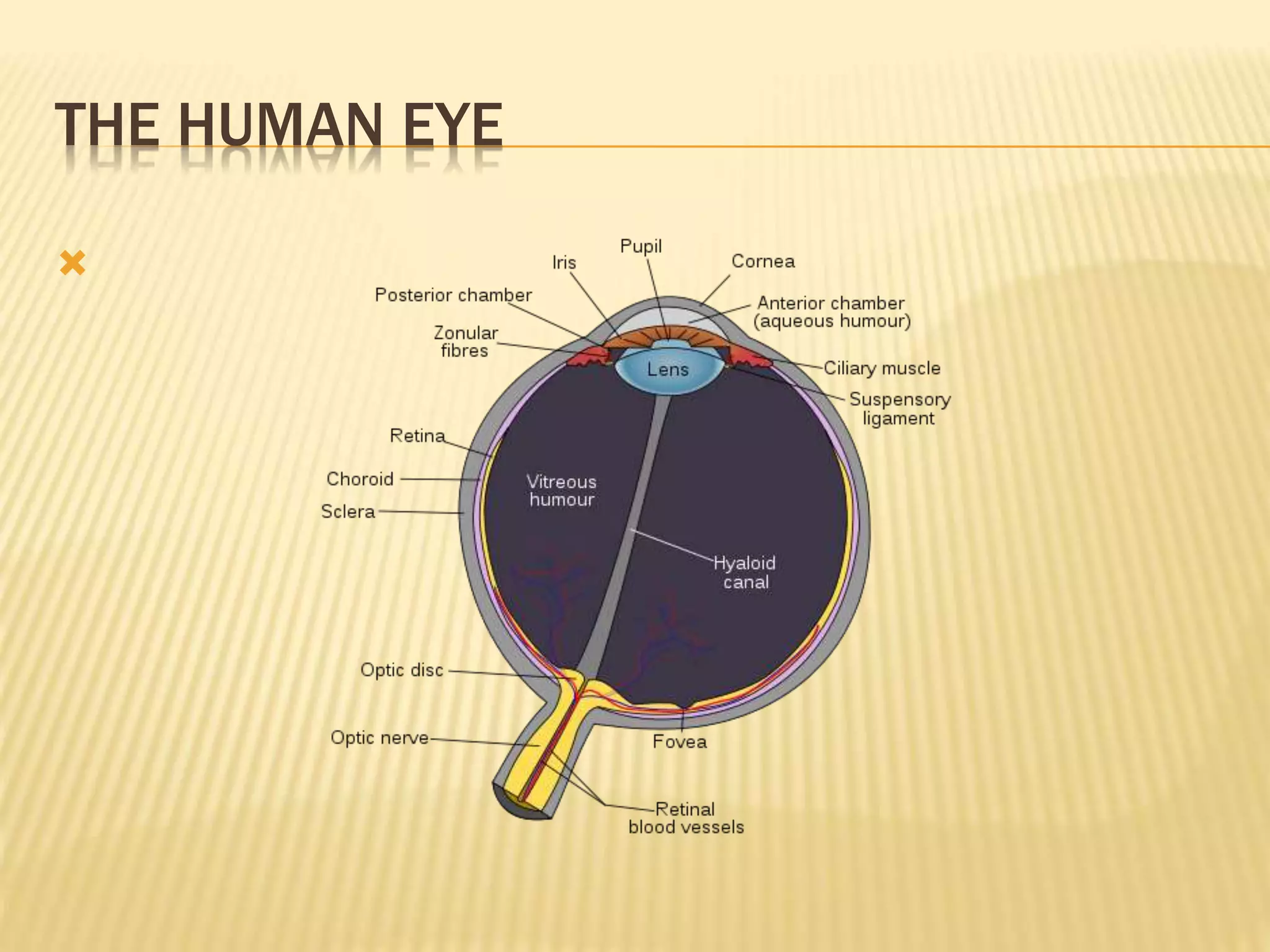 Vision Session - The Basics | PPTX