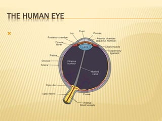 Vision Session - The Basics | PPTX