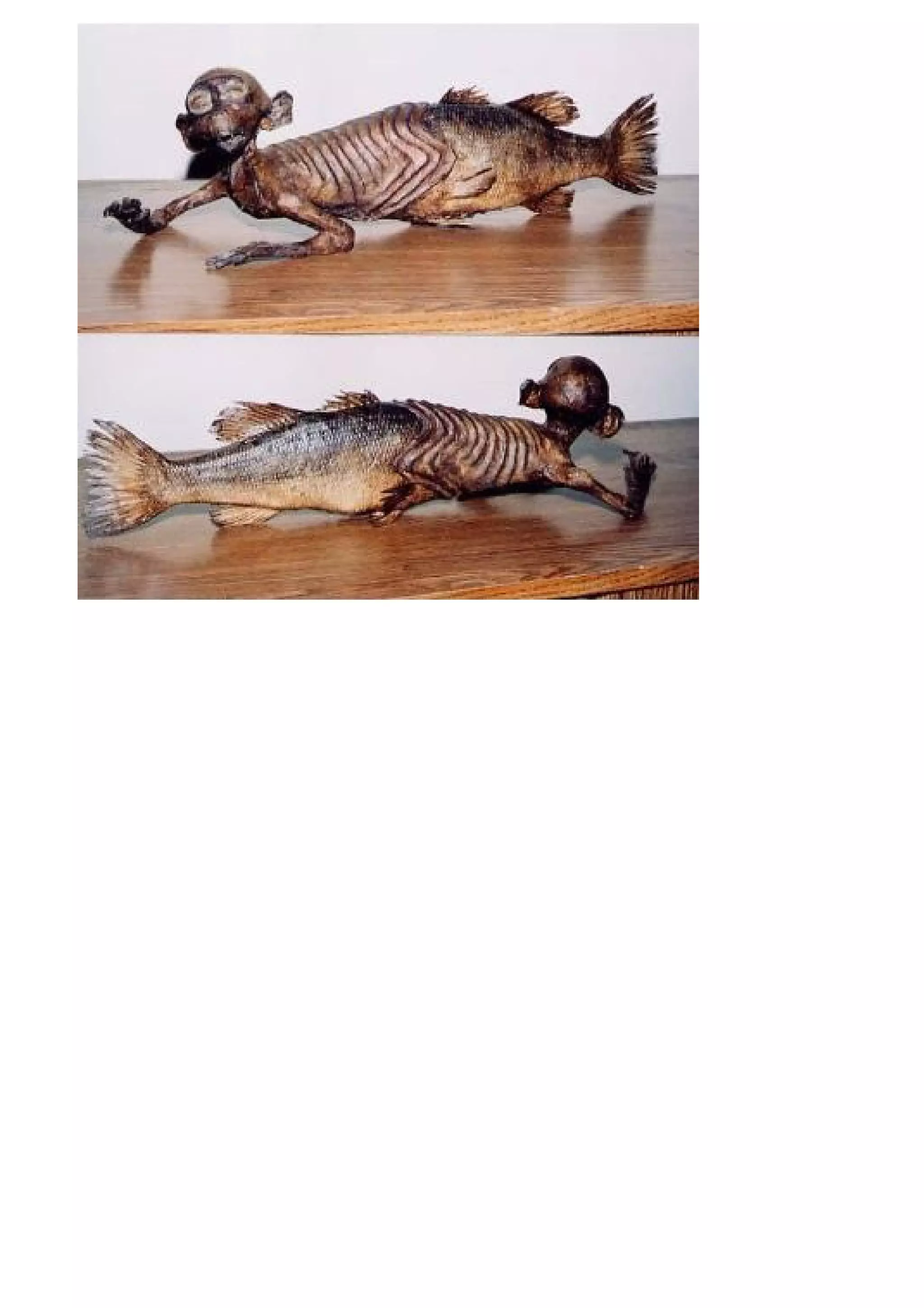 real mermaids found discovery channel | PDF