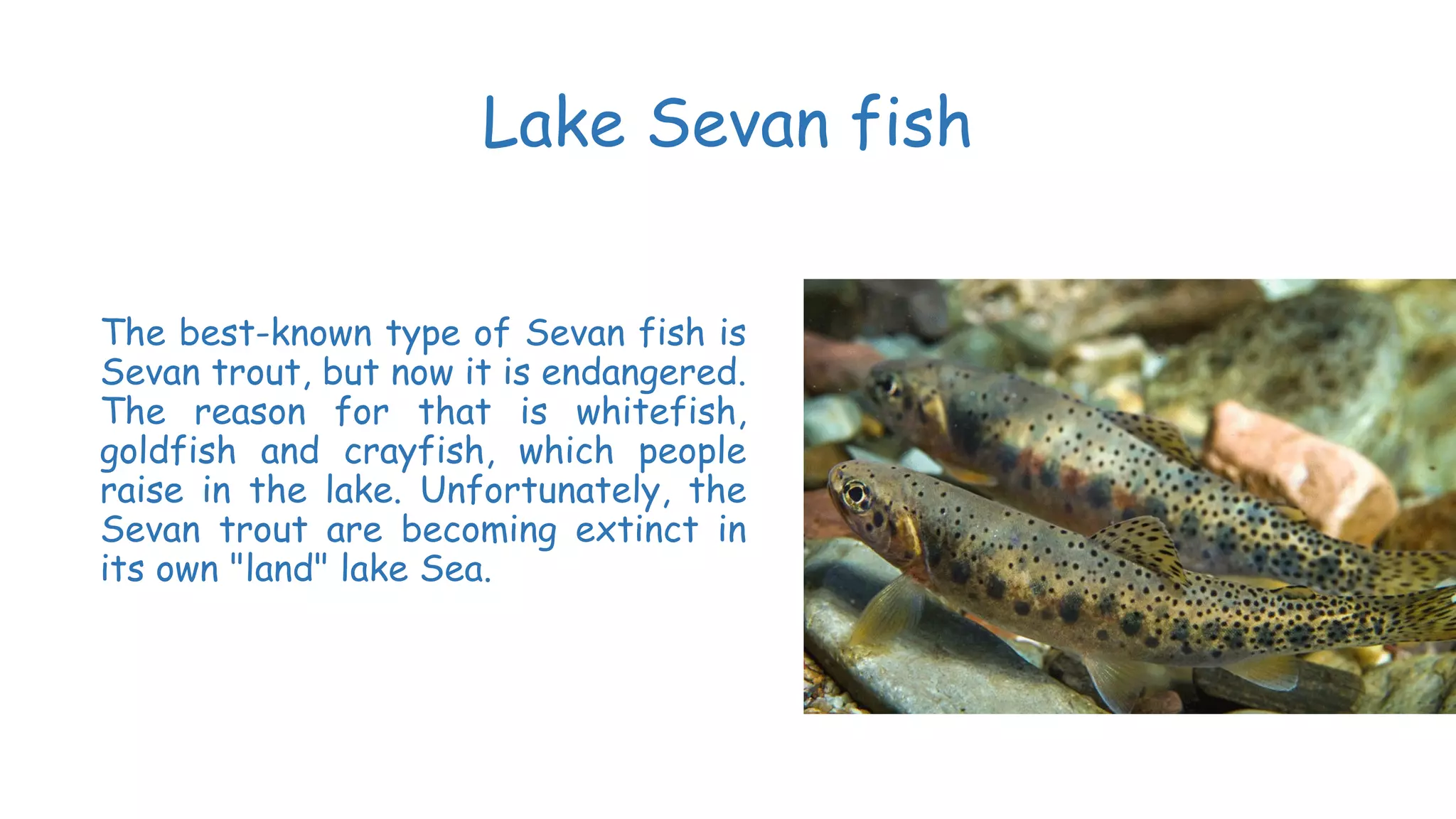 Visiting Lake Sevan - Lake Sevan beach - Lake Sevan Church | PPT