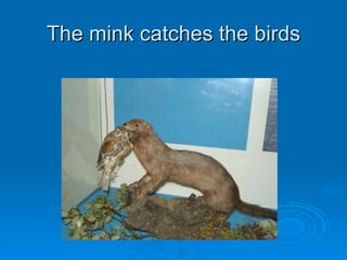 Visit To The Well Gvendarbrunnur In Reykjavik | PPT