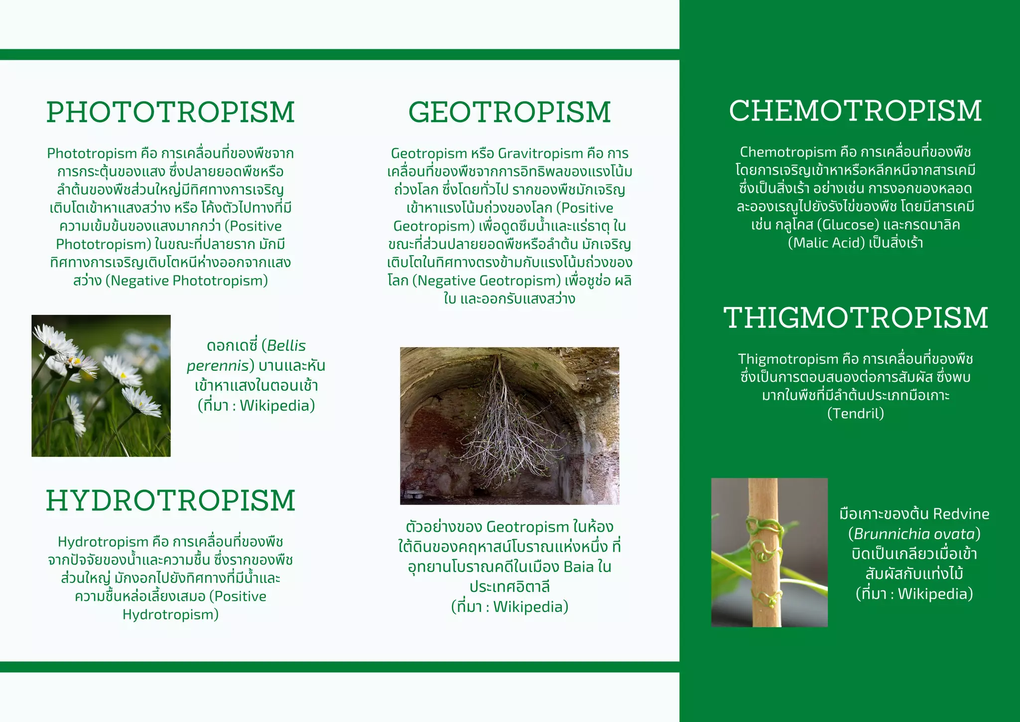 Tropism | PPT