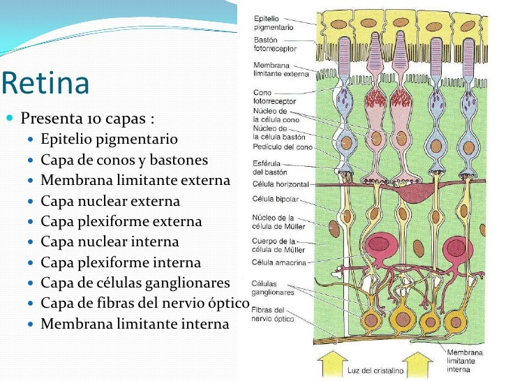 GLOBO OCULAR HISTOLOGIA