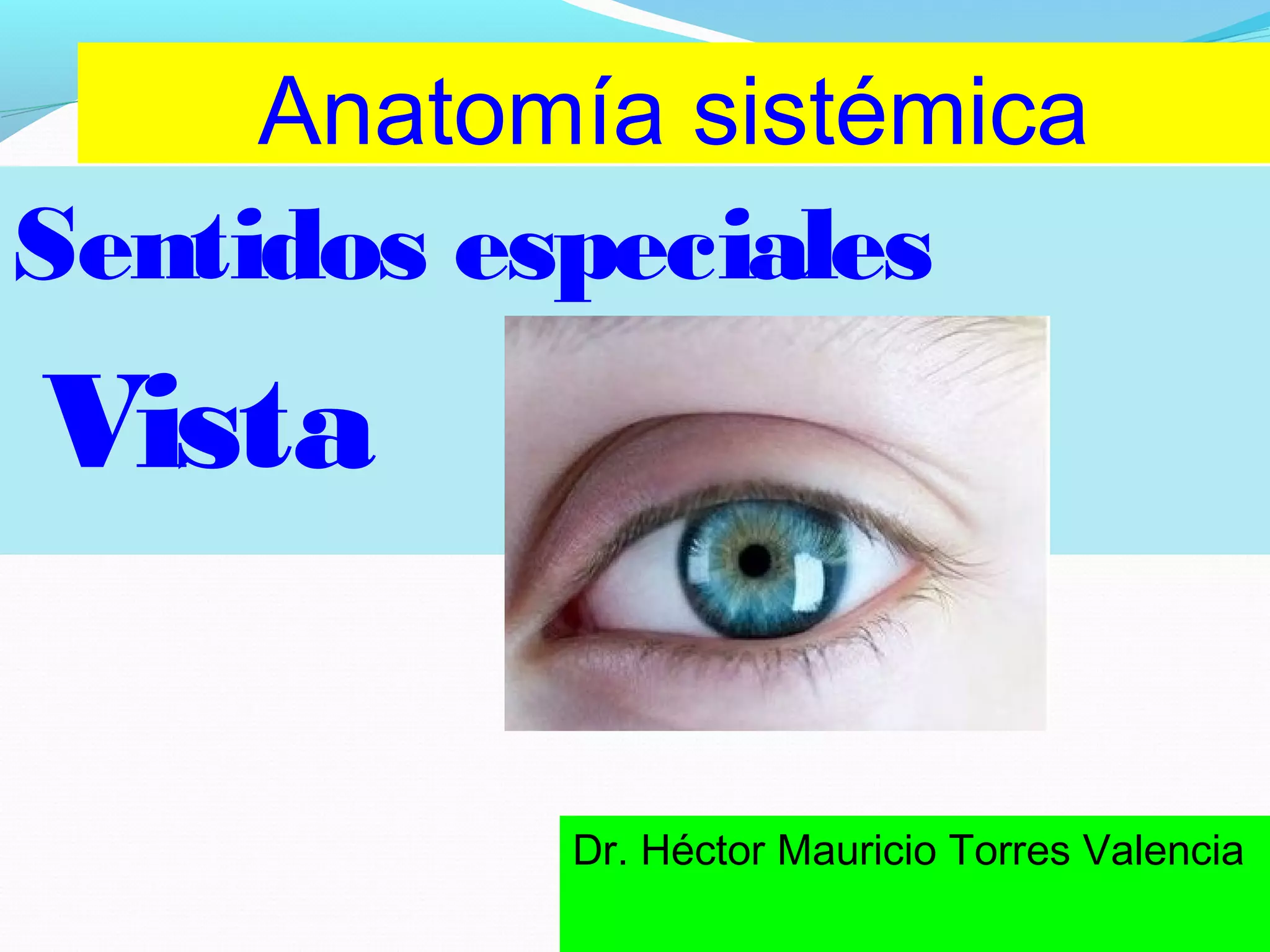 Anatomía Del Ojo Humano Ppt Diapositivas Sobre La Anatomía Del Ojo Y