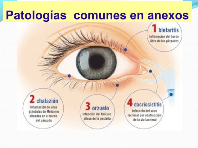 Anatomía Del Ojo Y Anexos Oculares Ppt