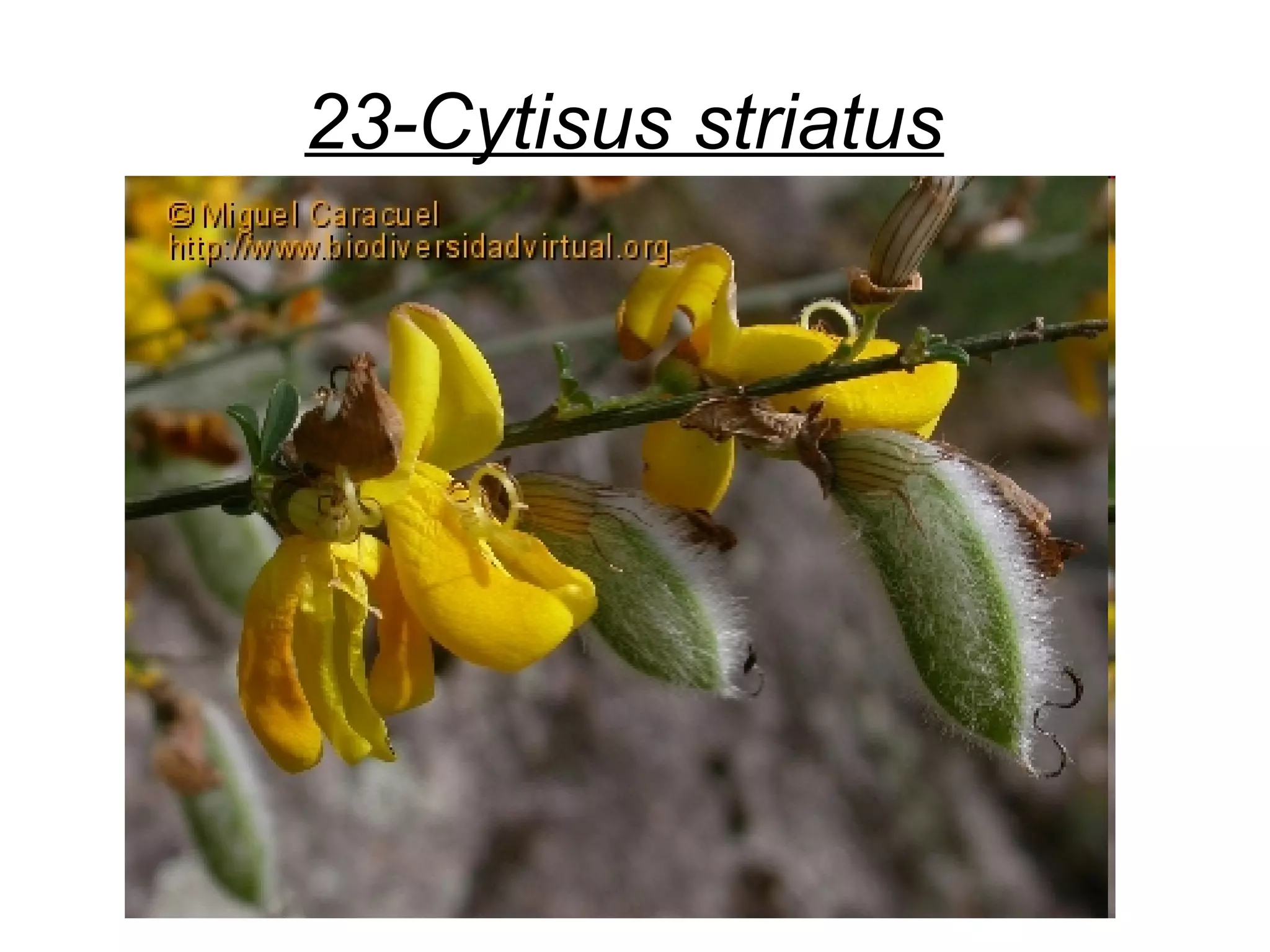 Visu 16 angiospermas no leñosas | PPT