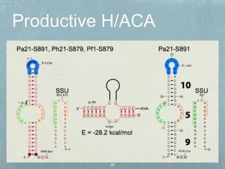 Visualization of RNA 2D Structures - Structure/function relationships ...
