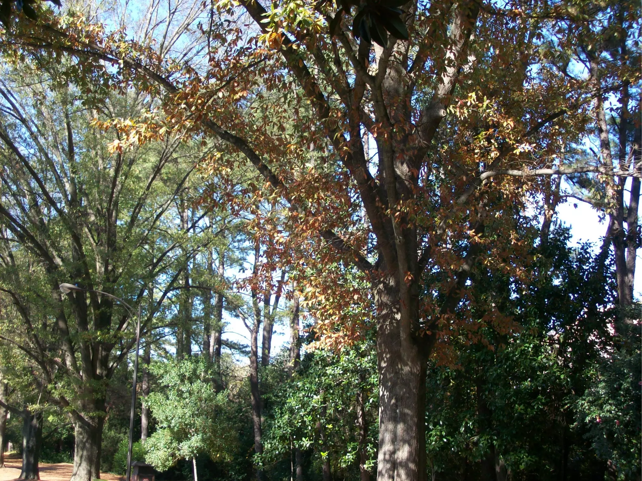 Visual Essay Multiple Intelligences | ODP