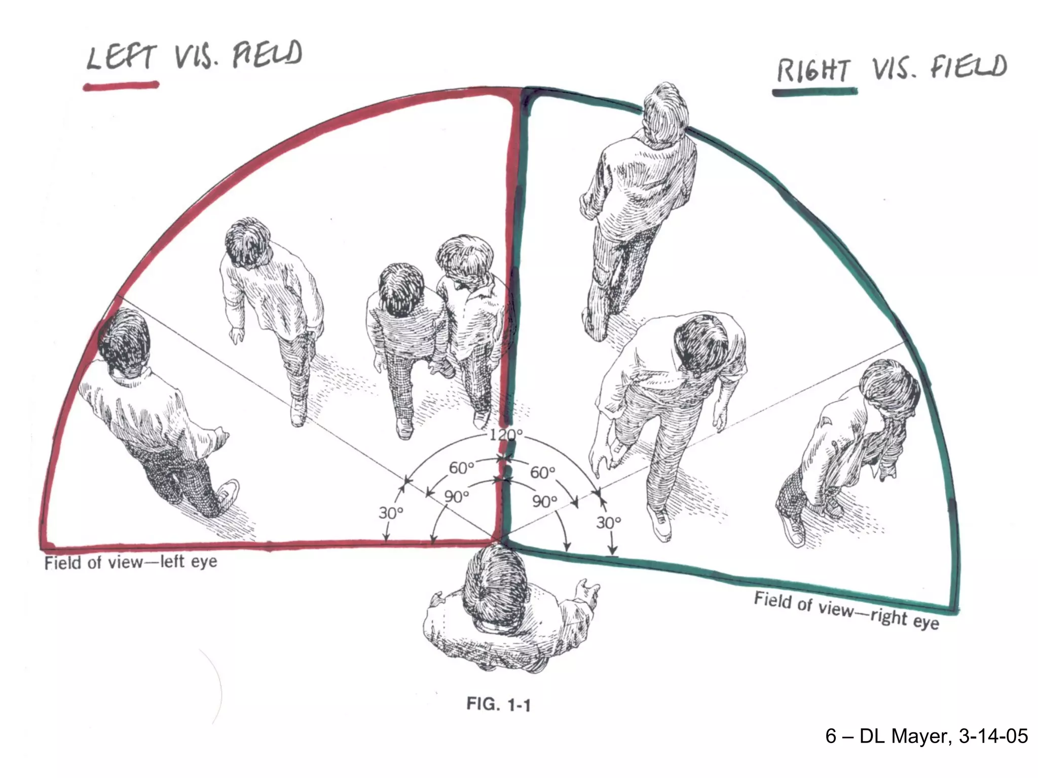 Visual field testing in pediatrics | PPT