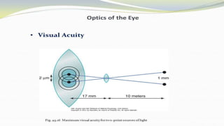 Visual acuity special Senses Physiology | PPTX