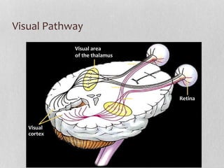 Visual acuity and its disturbances (asik) | PPTX