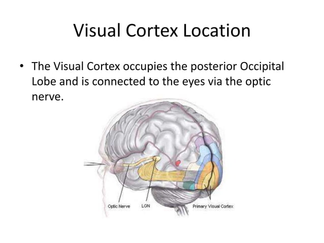 Visual and auditory cortex | PPTX