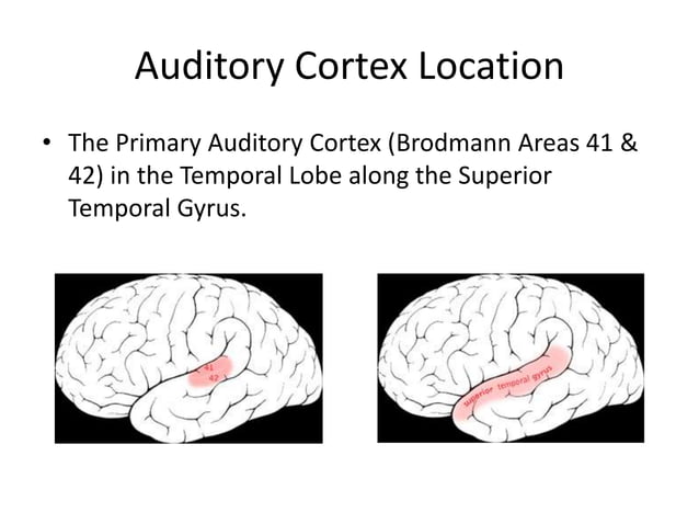 Visual and auditory cortex | PPTX