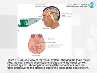 Visual brain | PPT