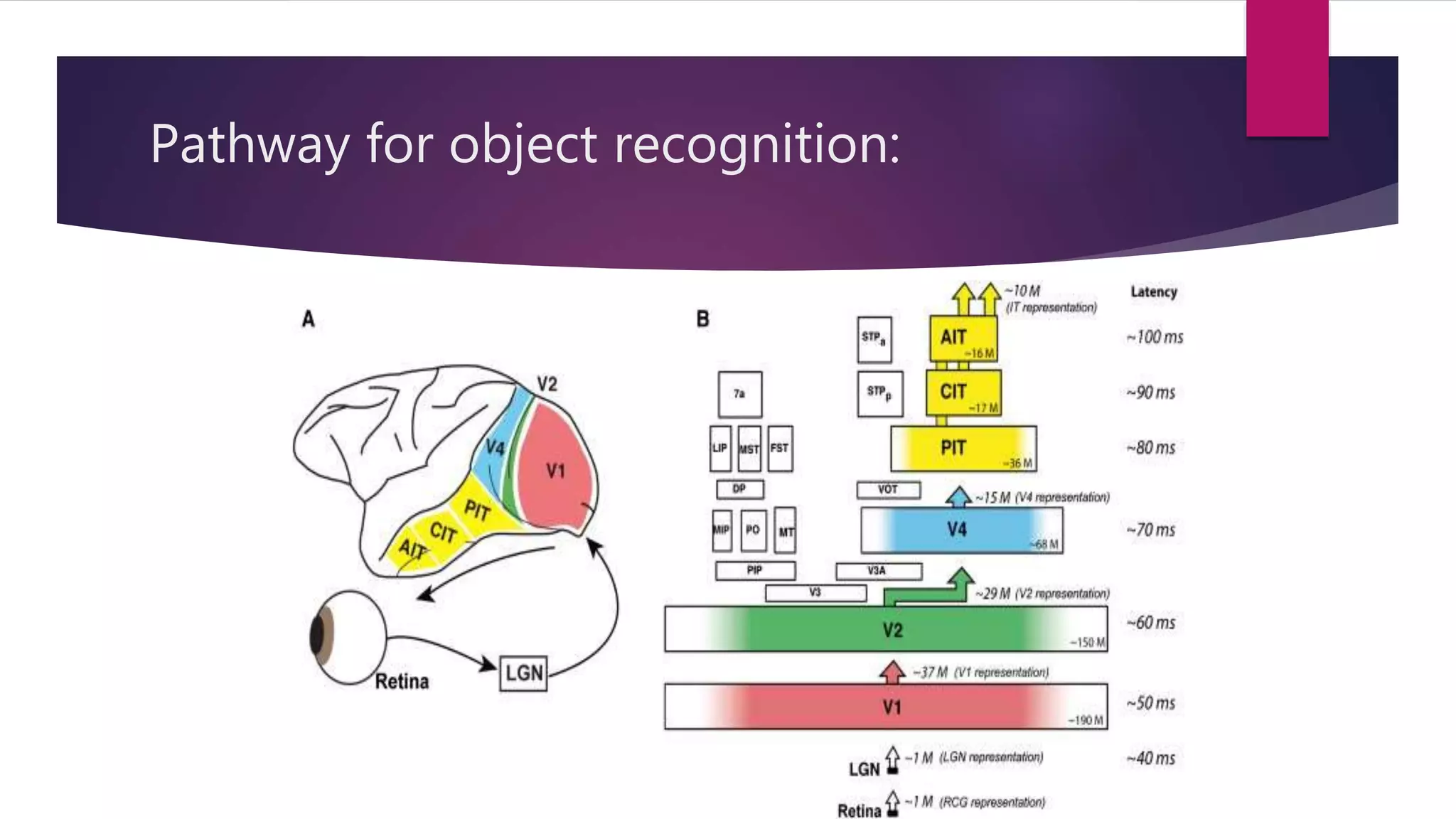 VISUAL COGNITION (ARIFA HUSSAIN).pptx