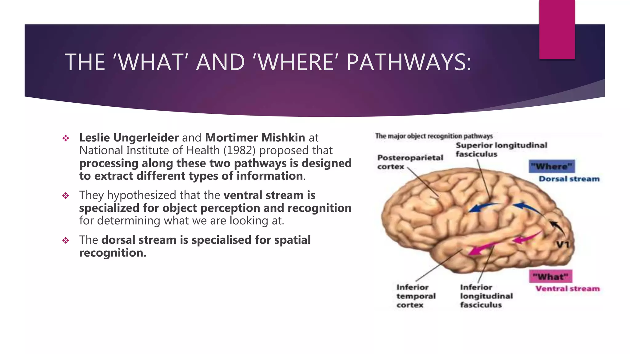 VISUAL COGNITION (ARIFA HUSSAIN).pptx
