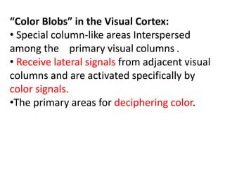 Visual cortex | PPTX
